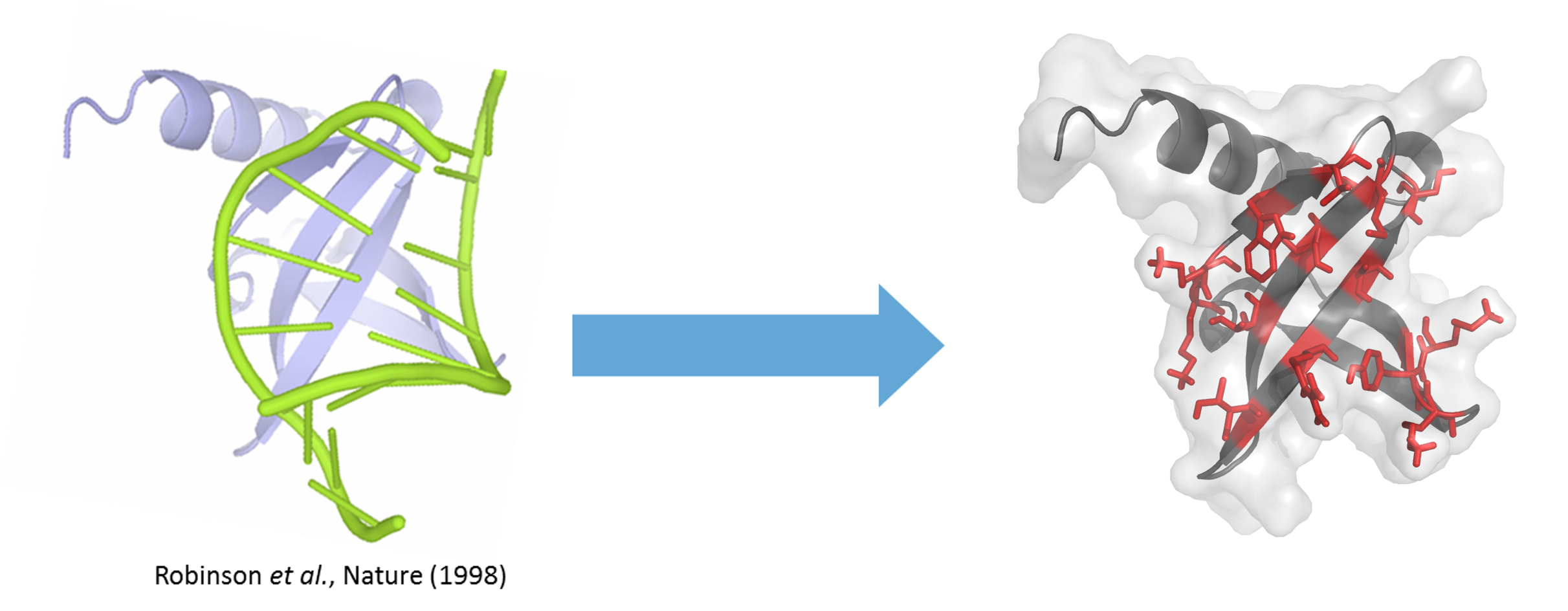 Novel alternative scaffold deriving from bacterial protein Sac7d