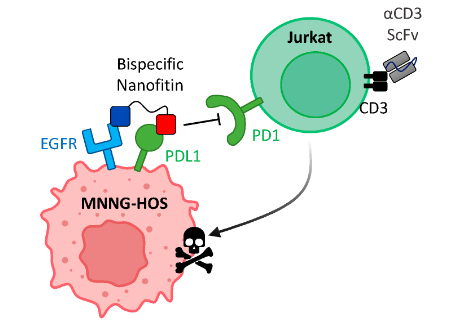News of Affilogic on their alternative scaffolds antibody-mimetics