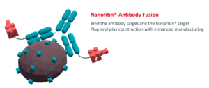 Nanofitin®-Antibody Fusion - Affilogic